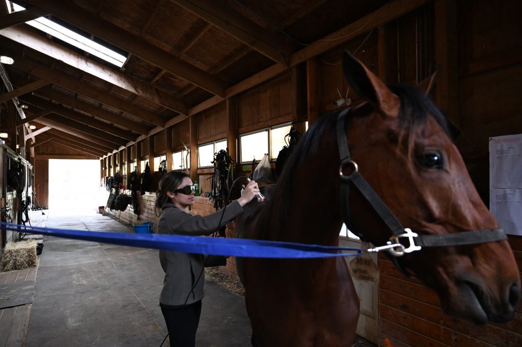 Services - Exceed Equine